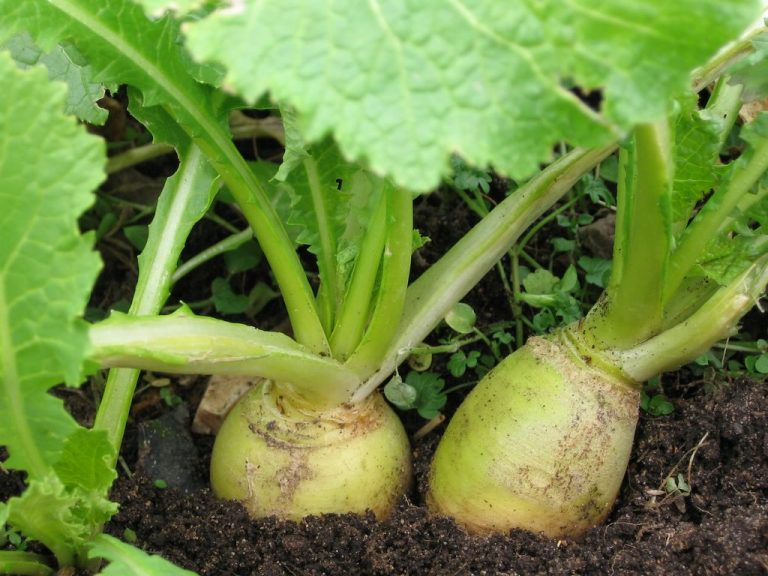 Como Semear Nabos e Nabicas - Semear & Plantar